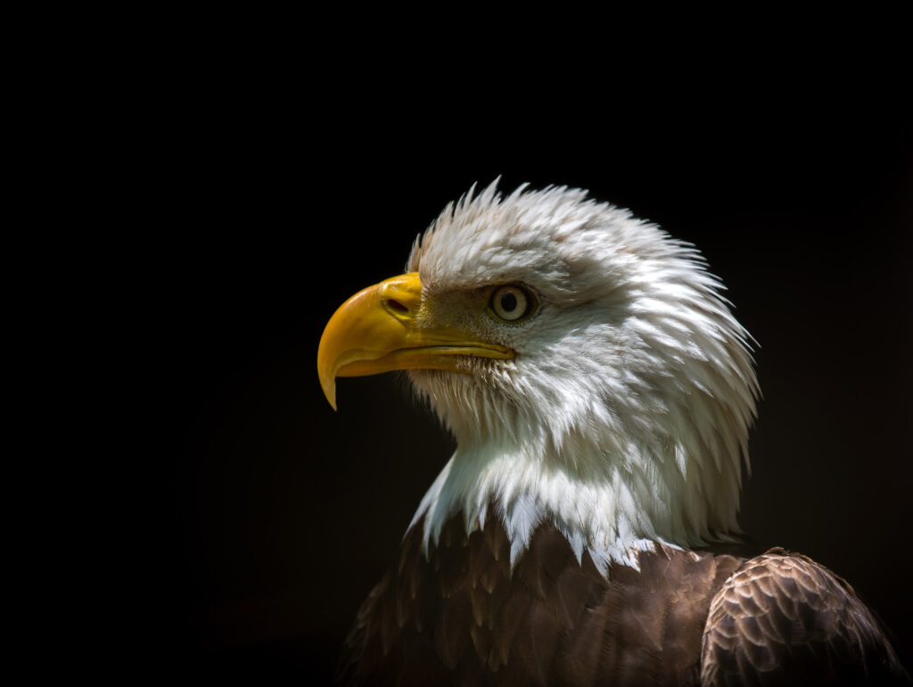 The Trust - Balsam Mountain Preserve